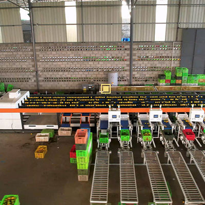 AI Deep Learning Orange Sorting Machine Ensures High Accuracy Highh Efficiency In Grading