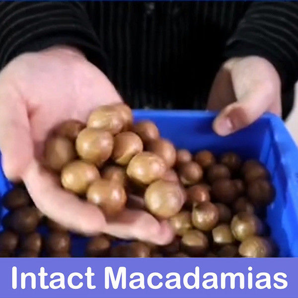 CE Certificates Macadamia Nut Sorting Machine 360 Degree Rotational ...