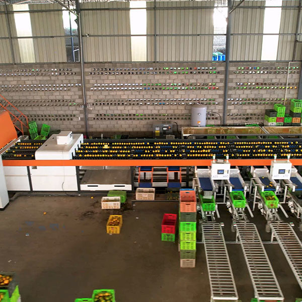 Up To 12 Tons High Output Orange Sorting Machine With Multiple Lanes ...