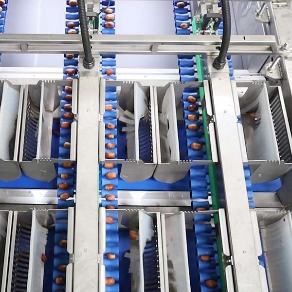 AI-Powered Sizing 2.0 Tons Per Hour 8-Lane Palm Dates Sorting Machine