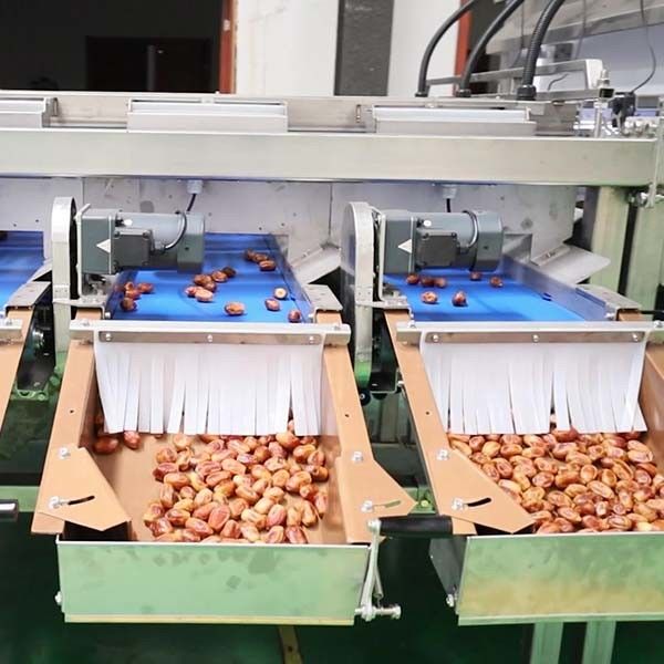 Advanced Sorting Precision 2.0 Tons Capacity 8-Lane Palm Dates Sorting ...