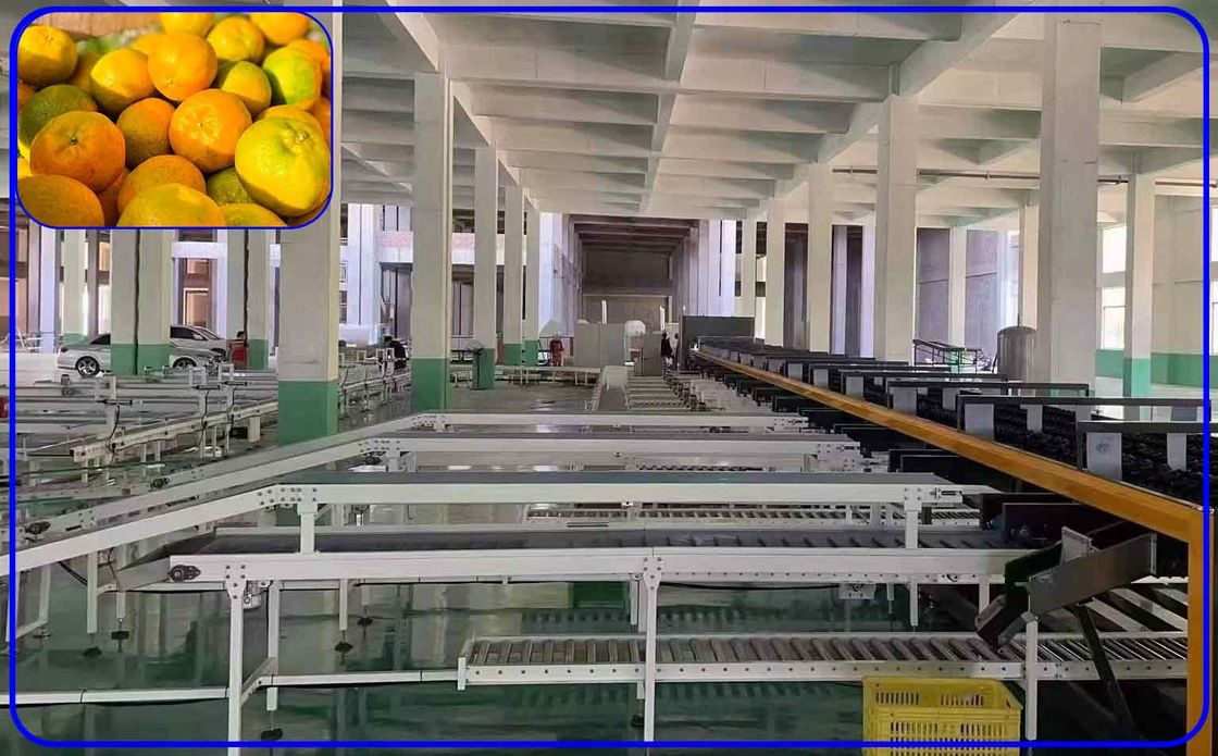 5 T/H Intelligent Mechanical Sorting Machine 3 Channel Orange Sorter