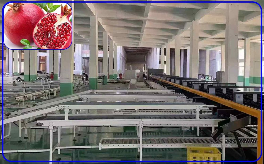 High Speed Pomegranate Sorting Machine 2 Channel Intelligent For Size ...