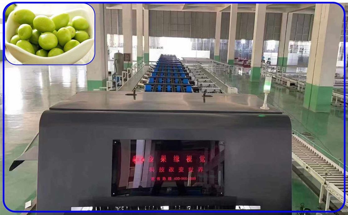8 - 12 T/H Efficient Fruit Grading Machine 3 Channel For Chinese Olive