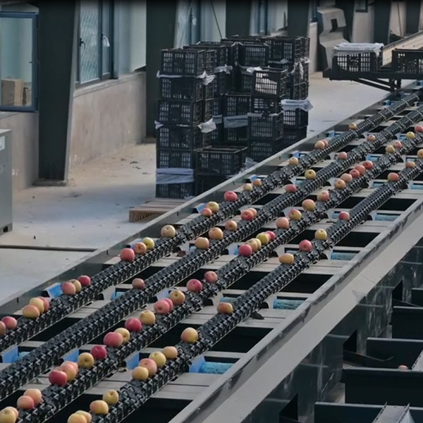 Intelligent Mechanical Apple Black Sorting And Grading Machine 6 Lanes