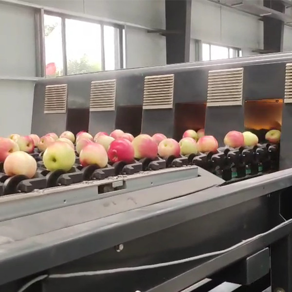 380V Large Output Intelligent Mechanical Apple Sorting And Grading ...