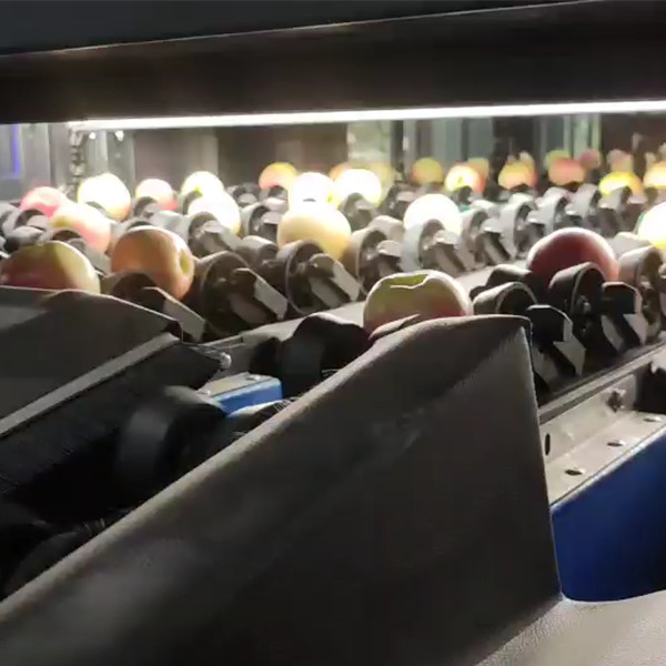 High Accuracy 99.9% Apple Sorting Machine Stainless Steel 380V