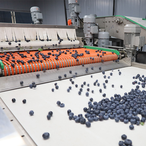 Stainless Steel and Automatic Blueberry Fruit Sorting Machine - 99.9% ...