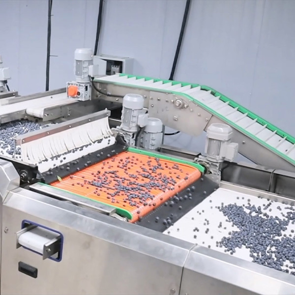 Convenient Computer Control Blueberry Sorting Machine Stainless Steel