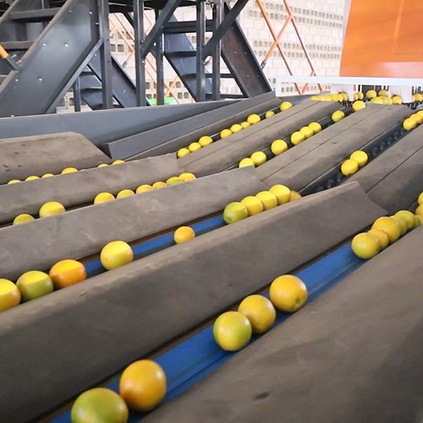 High Accurate Orange Sorting Machine Functioned Grading Sizing And Weighing