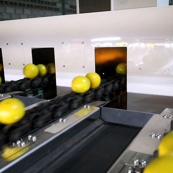 High Accuracy 360° Rotational Orange Sorting Machine 6 - 12T/H With CE ...