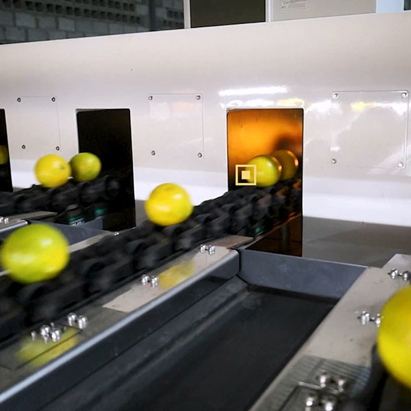 Orange Sorting Machine With Internal Detection Beyond General Grading ...
