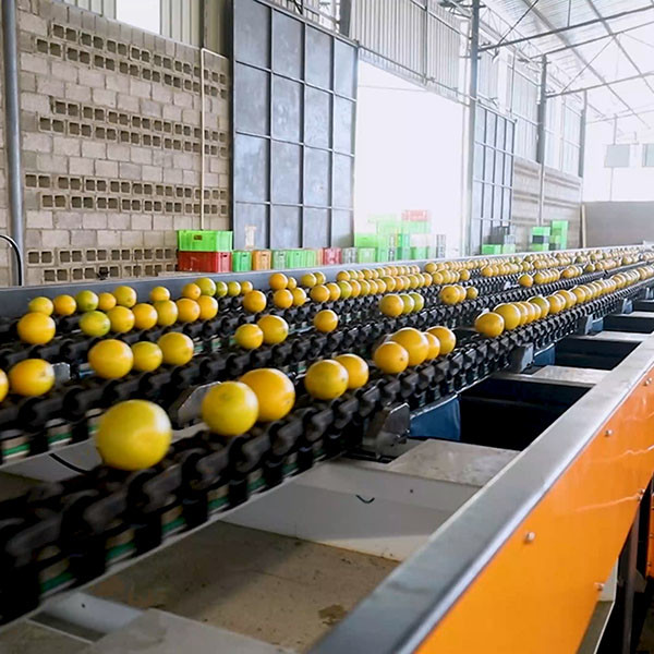 CE MD Certified Orange Sorting Machine Up To 50 Grades With High ...