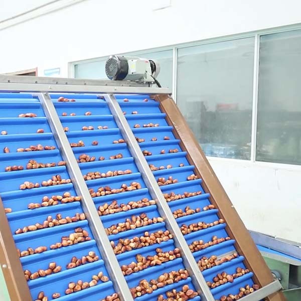 High Accuracy Sorting 98% 6-Lane Palm Dates Sorting Machine With CE MD ...