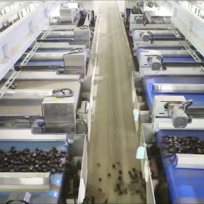 Nuts Sorting Machine factory, Buy good quality Nuts Sorting Machine ...