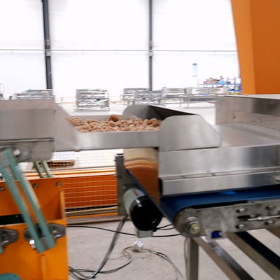 Food Grade Conveyor Belts Walnut Shelling Machine 380V 2 Tons Output