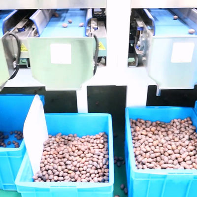 1-2 Tons Capacity Pecan Sorting Machine 8 Exits With CE Certificate 380V