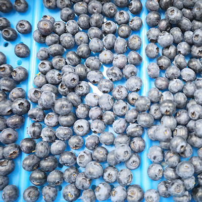 Stainless Steel and Automatic Blueberry Fruit Sorting Machine - 99.9% ...