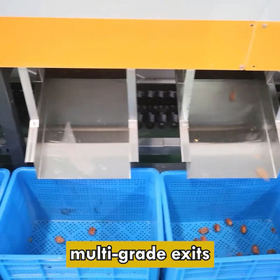 AI Powered Palm Dates Sorting Machine 2 Tons Capacity with CE MD ...