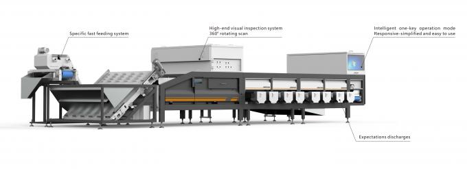 In Shell Macadamia Nuts Sorting Machine Accurate Grading Sizing Simultaneously