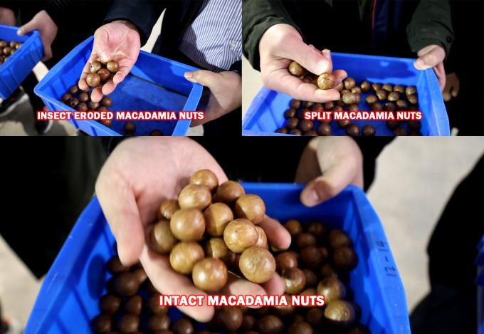 In Shell Macadamia Nuts Sorting Machine Accurate Grading Sizing Simultaneously